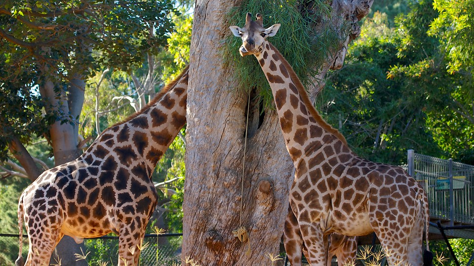 Perth Zoo Perth Western Australia Attraction Expedia au Perth Zoo Perth Western Australia Attraction Expedia au