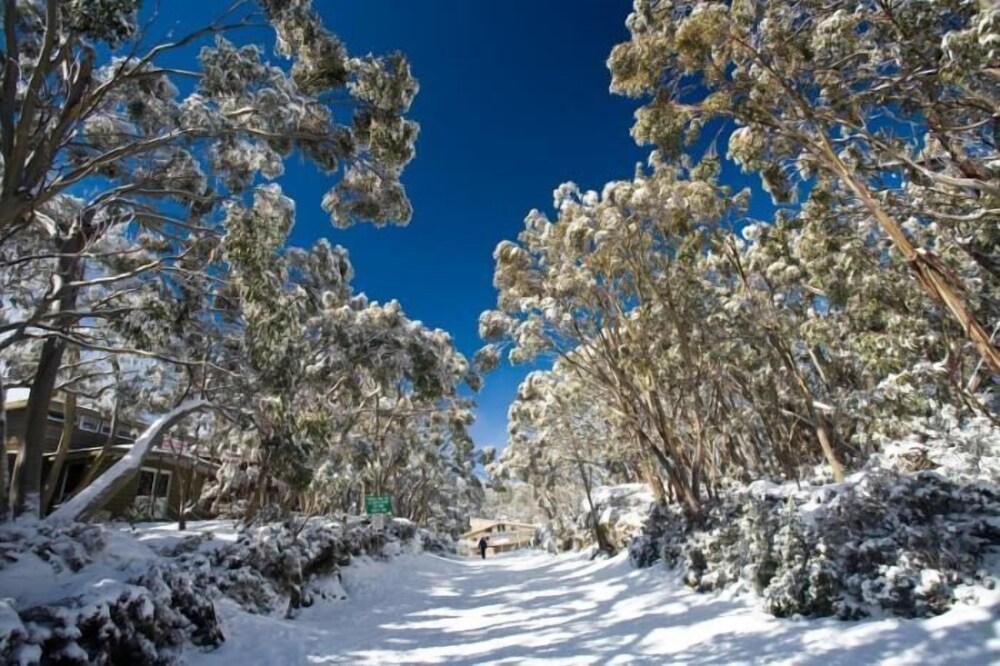 Mt Baw Baw Alpine Resort, Australia | Australian Accommodation