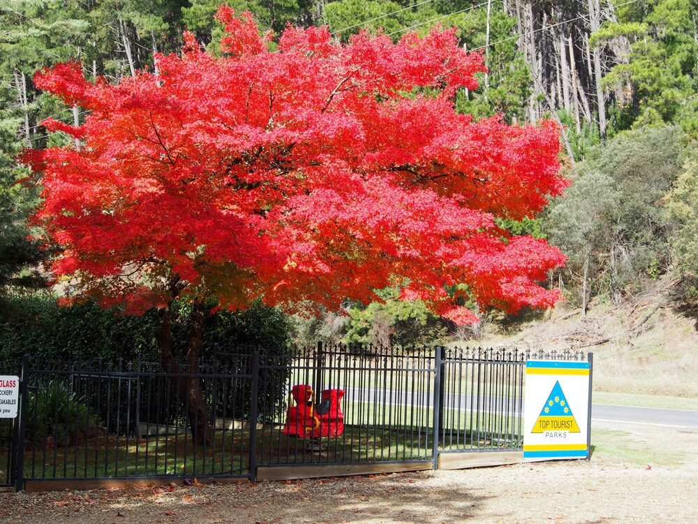 Porepunkah Pines Holiday Park: Deals & Reviews (Porepunkah, AUS) | Wotif