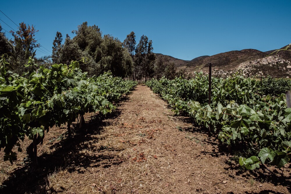 Rancho Toros Pintos in Valle de Guadalupe | Best Rates & Deals on Orbitz