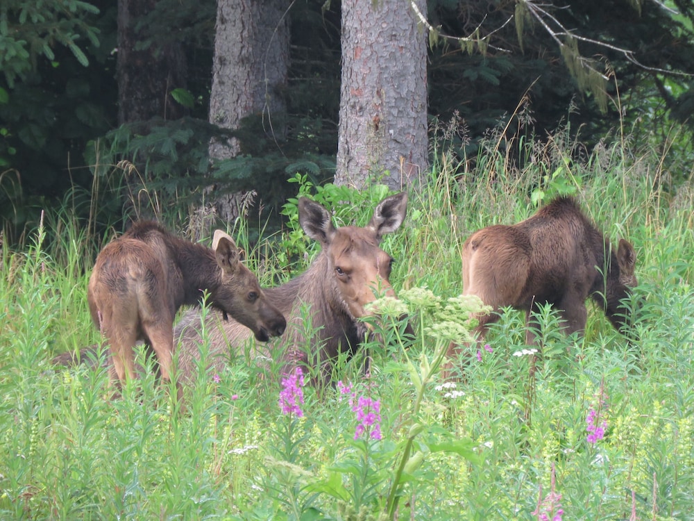Eagles Rest on Kilcher Family Homestead in Alaska the Last Frontier ...