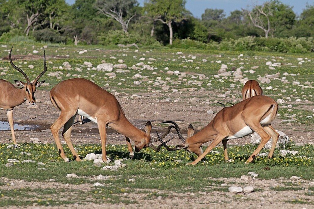 Kavumba Recreation Center in Kampala | Best Rates & Deals on Orbitz