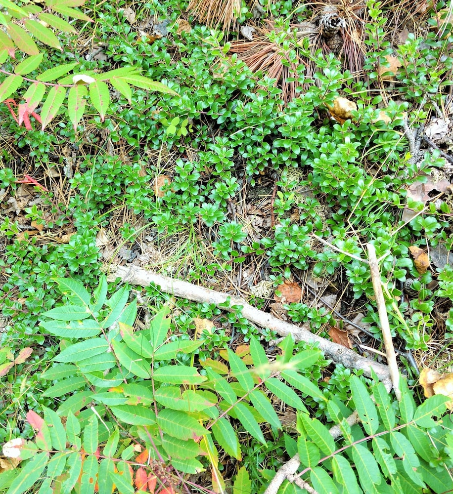 Moose Cabin at Wilderness Wind near Armstrong Lake near Ely, MN in Ely ...