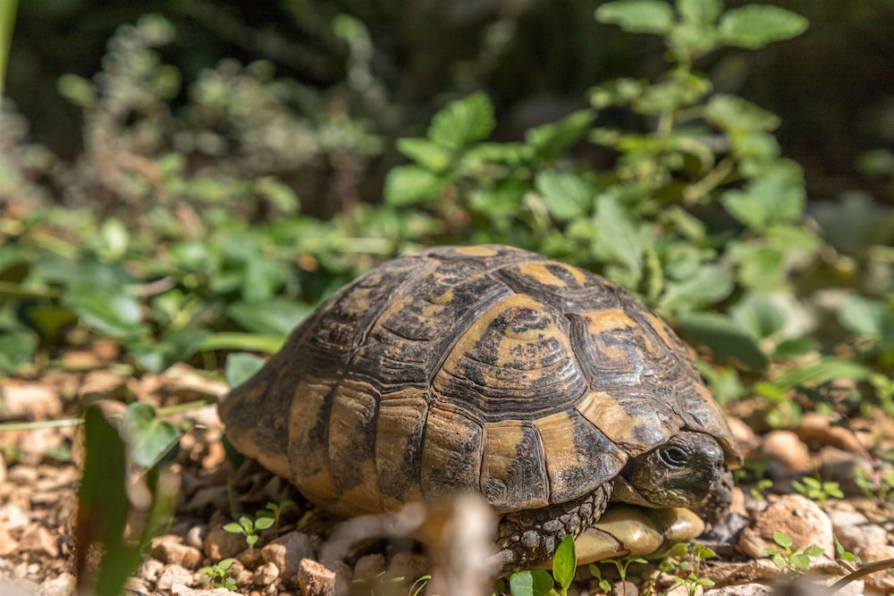 Apartment Ante Tonci Reviews, Deals & Photos 2026 - Vrbo