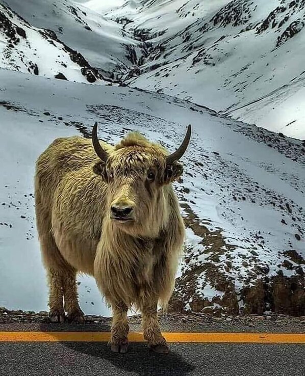 Yak Tail Guest House in Gilgit, Pakistan | Expedia