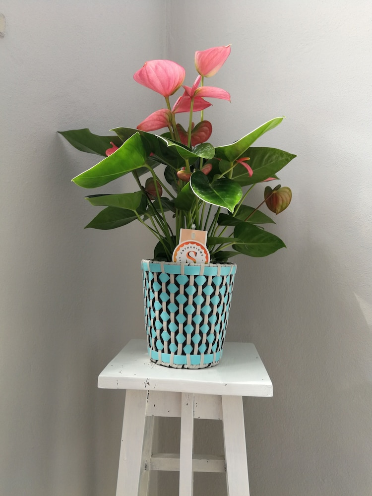 APARTMENT WITH BALCONY AND PRIVATE GARDEN IN A TWO-FAMILY VILLA ...