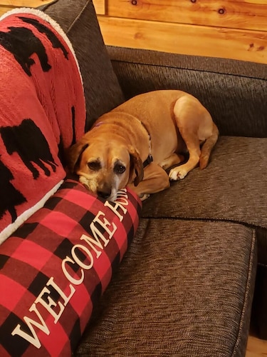 A Cozy, Pet Friendly Beech Mountain Cabin - ビーチ・マウンテン, NC