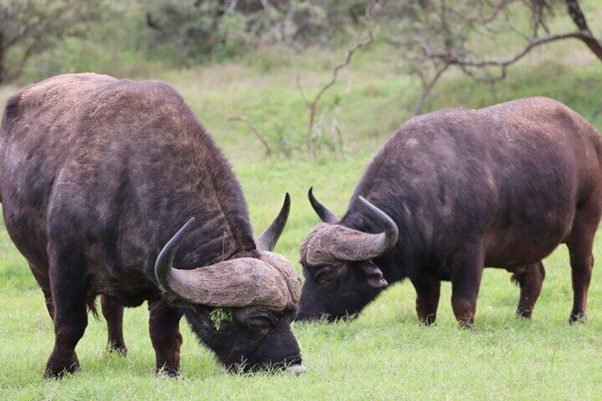 4 Day Private Luxury Garden Route & Bhejane Reserve Safari