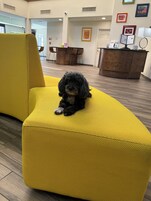 Um cão preto sentado em um banco amarelado acolchoado numa área de recepção com piso de madeira, um balcão de atendimento e obras de arte emolduradas nas paredes.