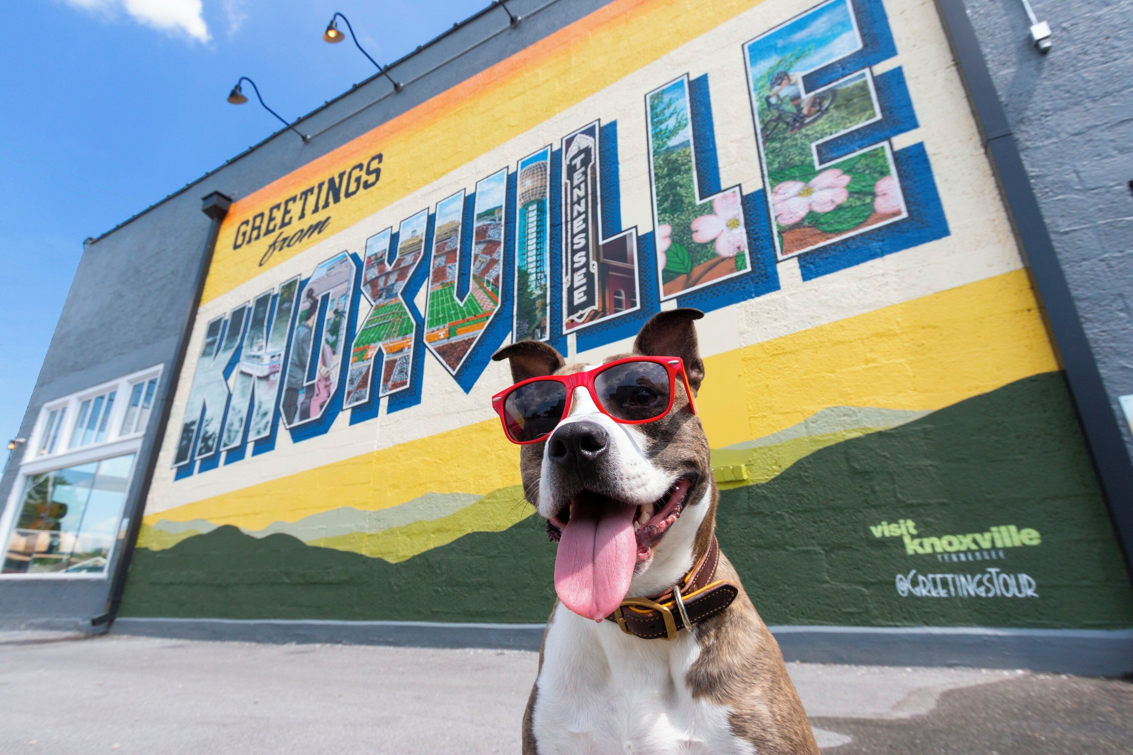 Um mural com a palavra "Knoxville" e um cachorro usando óculos de sol.