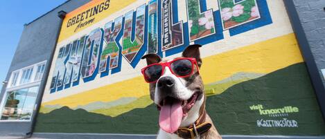 Um mural com a palavra "Knoxville" e um cachorro usando óculos de sol.
