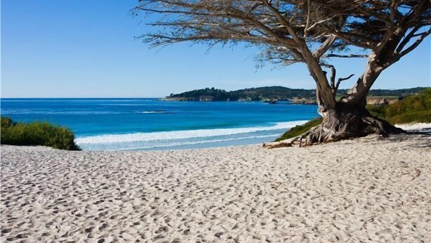 Uma praia arenosa com uma grande árvore e vista ampla do oceano.