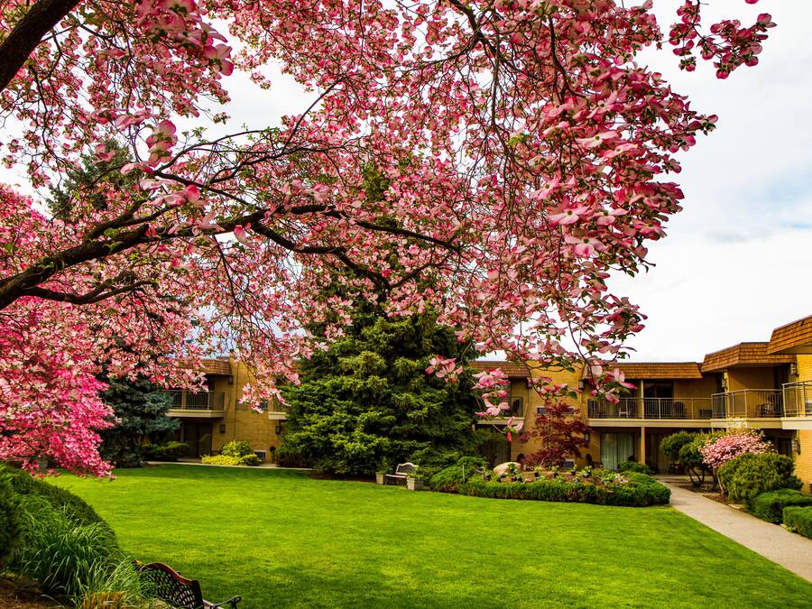 Um edifício com um gramado bem cuidado, um banco e uma grande árvore com flores cor-de-rosa.
