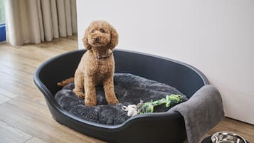 Um poodle sentado em uma caminha para animais de estimação, com uma coleira e um brinquedo.