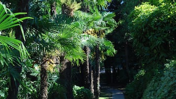 Uma trilha ladeada por altas palmeiras e vegetação densa, conduzindo a um ambiente verde e exuberante.