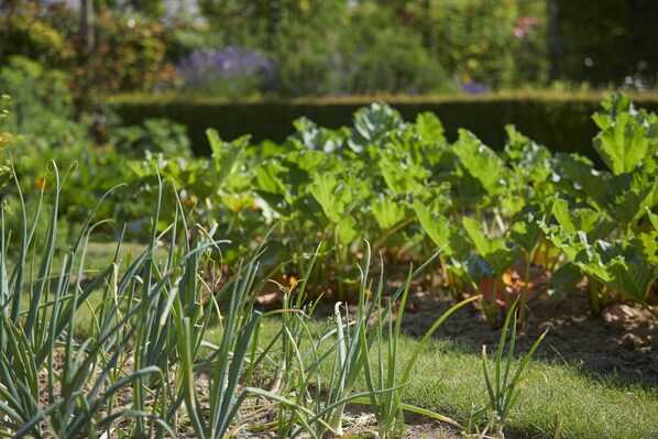 Um jardim com diversas plantas e um gramado bem cuidado.