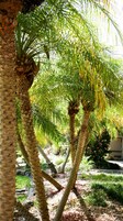 Jardim
