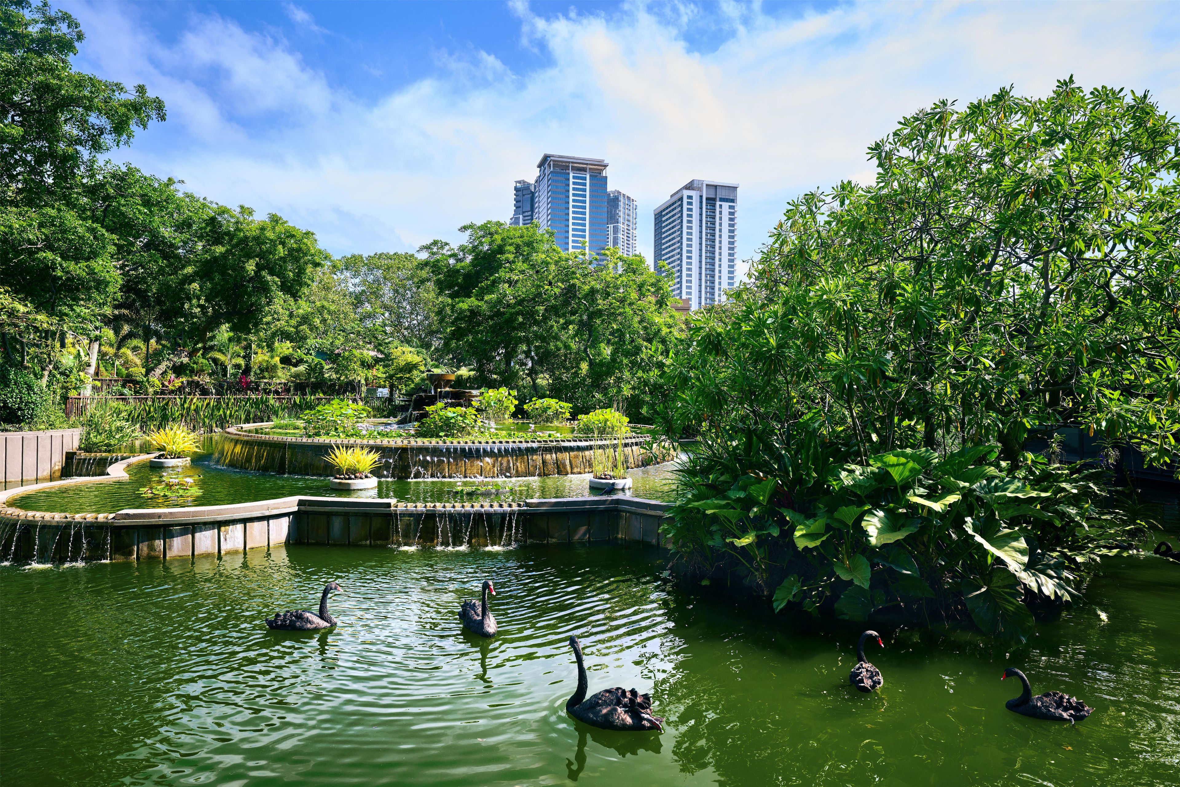 Um parque tranquilo com lago, cisnes e vegetação exuberante.
