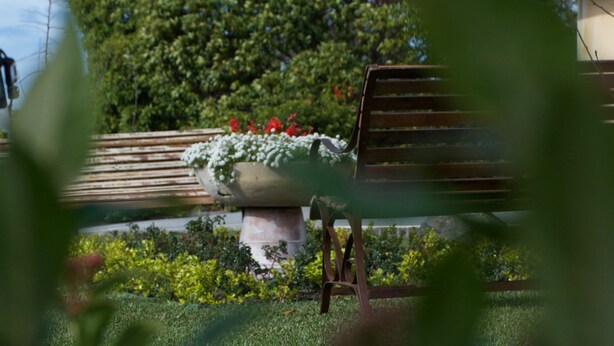 Um jardim com um banco, uma árvore grande e um edifício ao fundo.