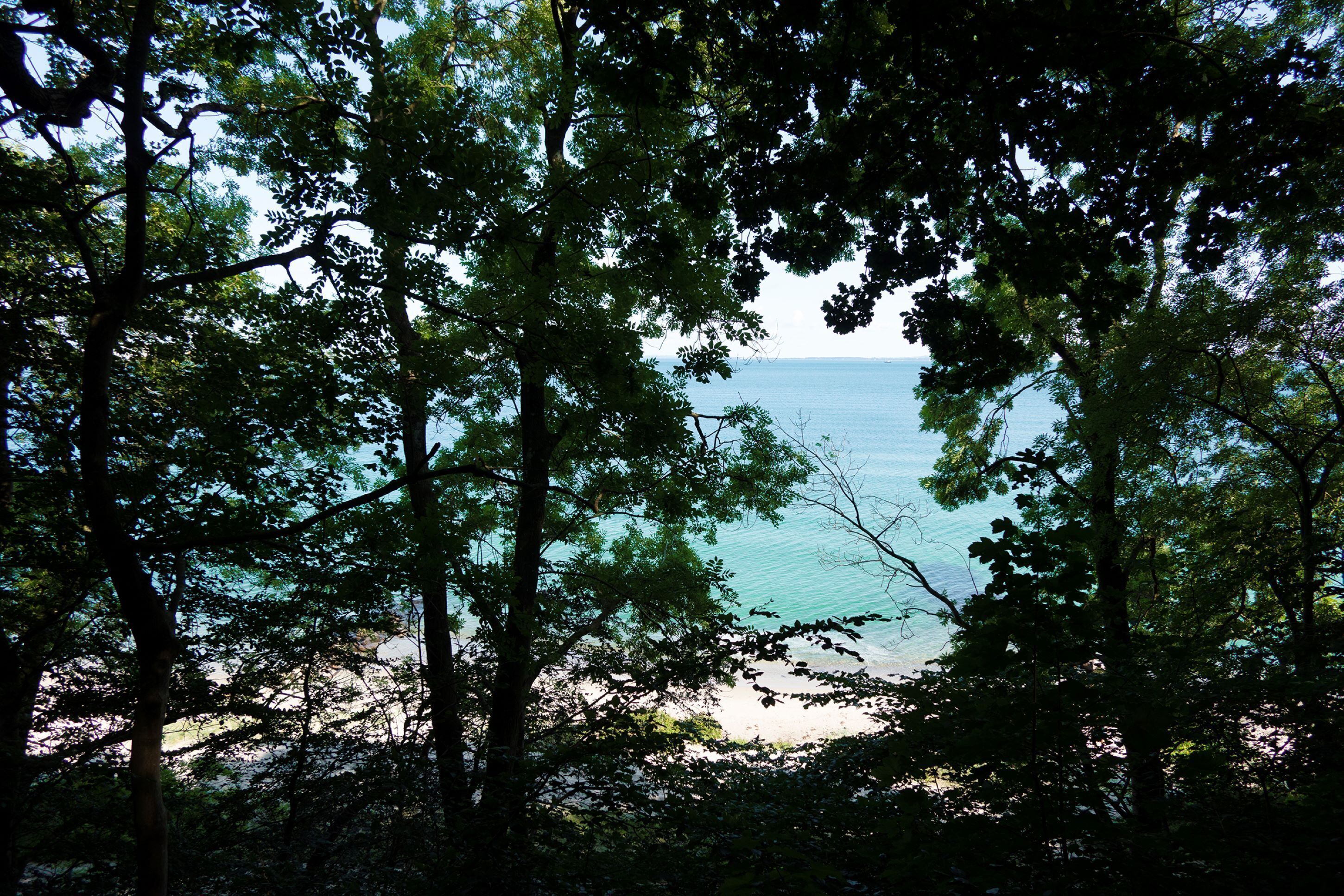 Vista de uma praia através de folhagem densa, com árvores emoldurando a cena.