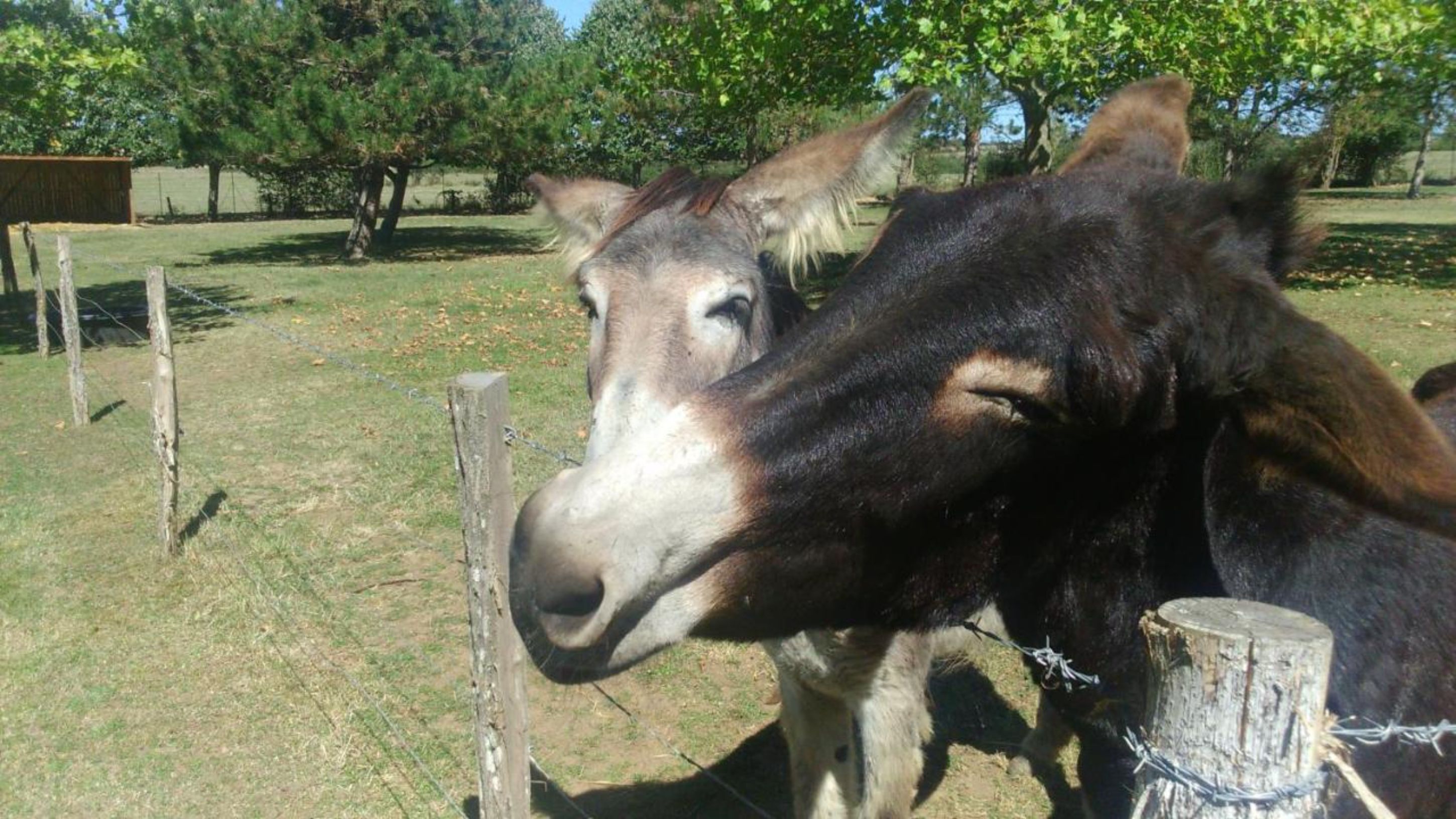 Um burro atrás de uma cerca de madeira em área gramada, com árvores ao fundo.