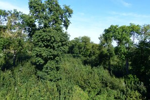 Uma floresta densa com árvores altas e um céu claro.