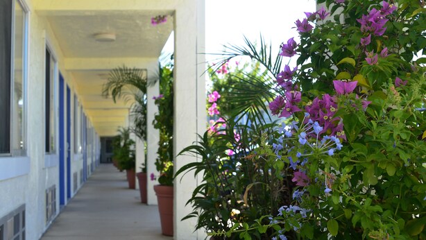 Um corredor com plantas e flores em vasos, que leva a um edifício com fachada branca e portas azuis.