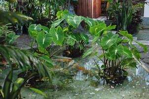 Um jardim com vitórias-régias e diversas plantas.