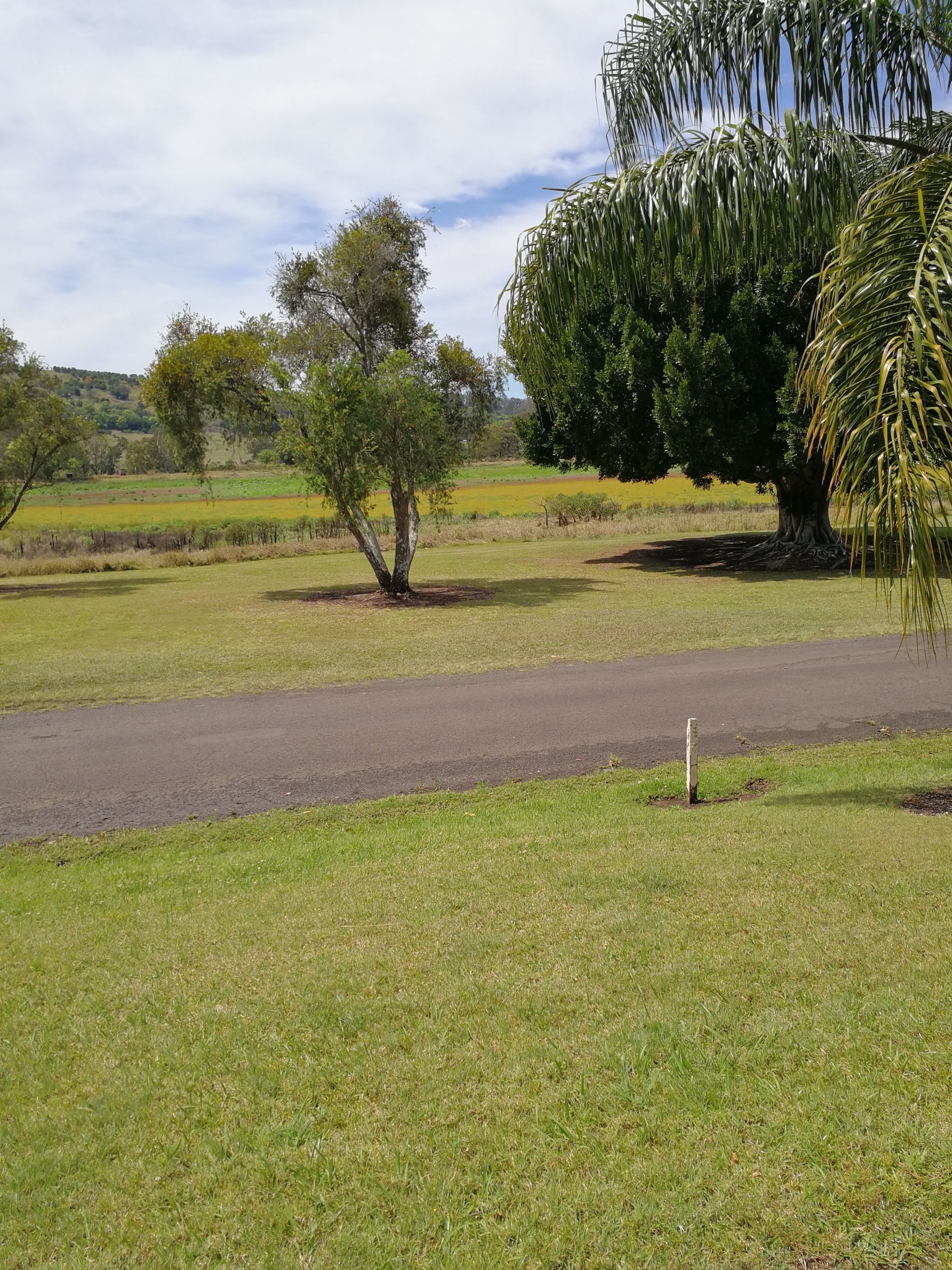 Um campo gramado com um caminho pavimentado e uma árvore grande com tronco grosso.