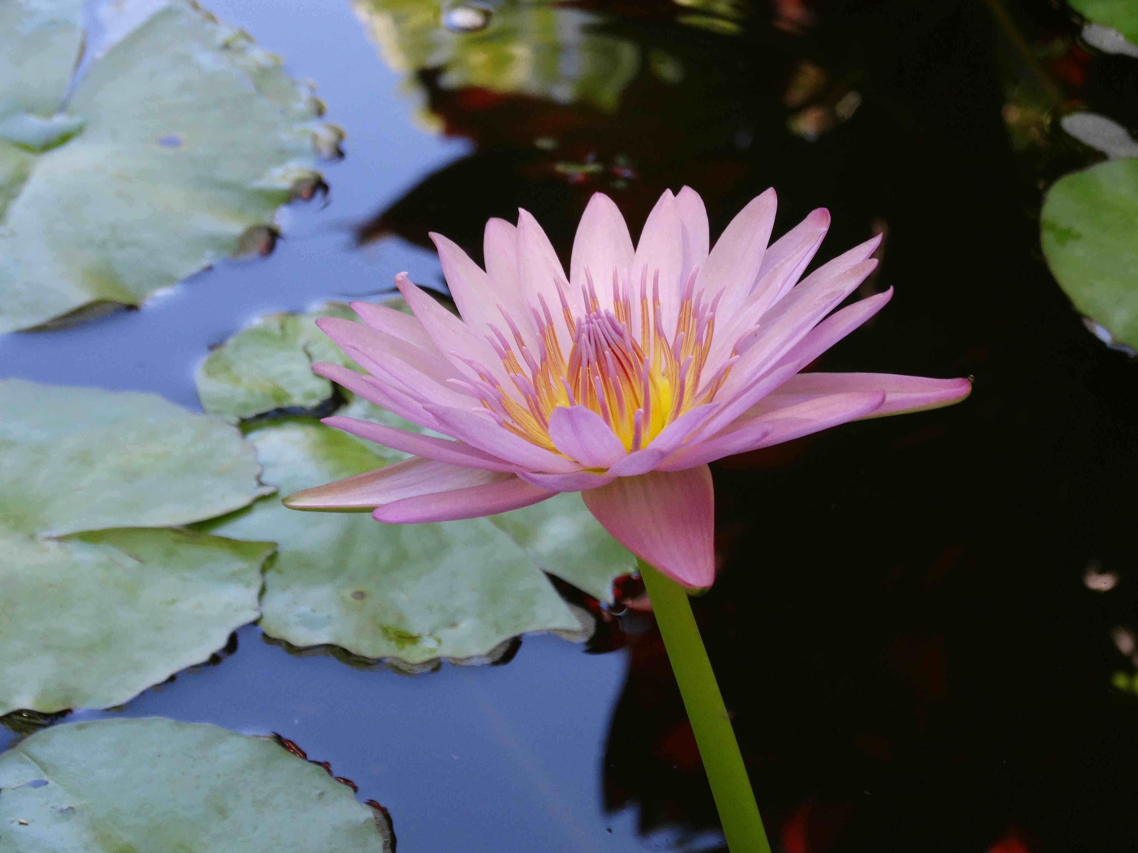Uma única flor de nenúfar rosa, com centros amarelos e roxos, rodeada por folhas verdes de nenúfar em um corpo d'água.