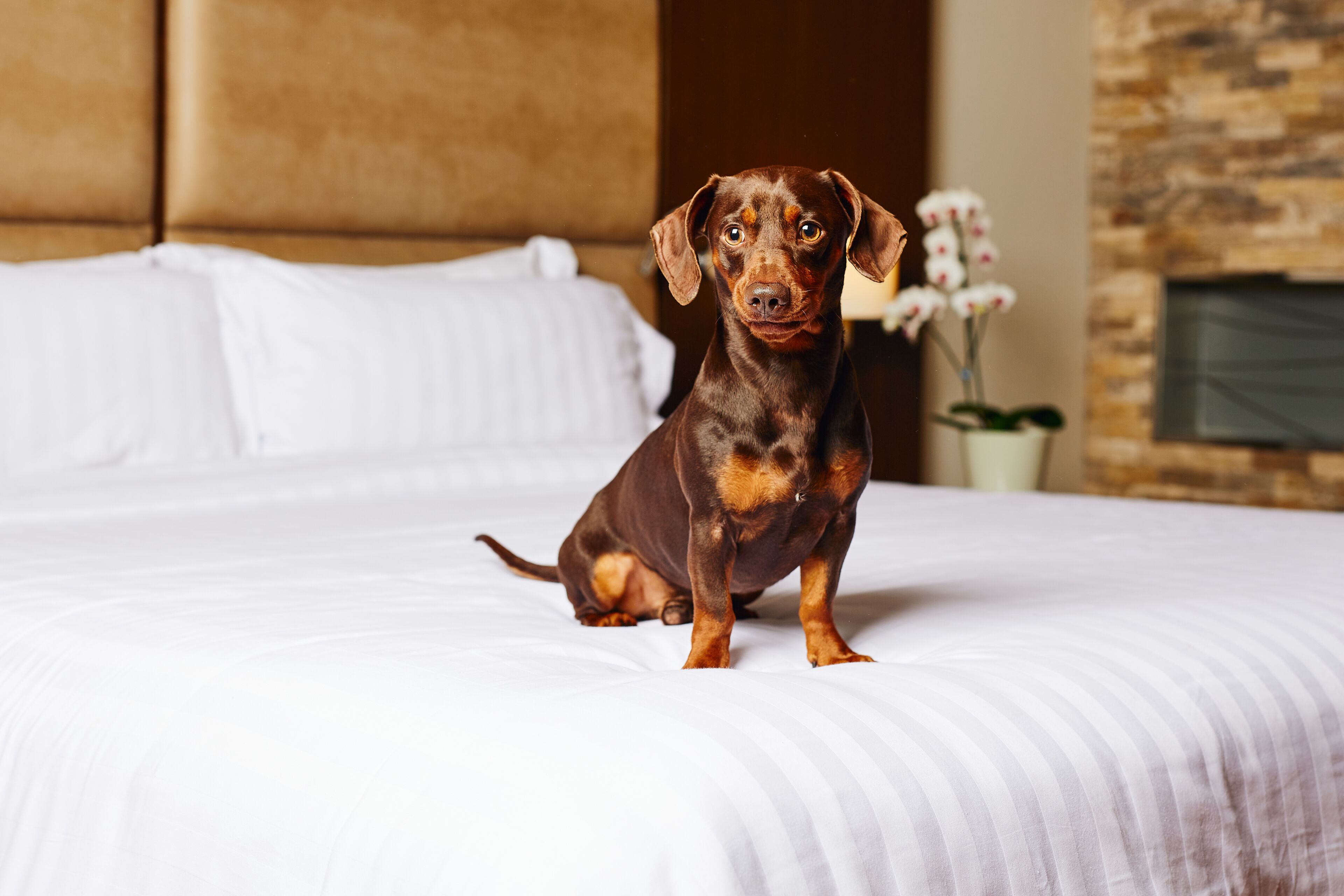 Um cão sentado em uma cama com colcha listrada em branco e cinza, uma parede de tijolos e uma planta em vaso ao fundo.