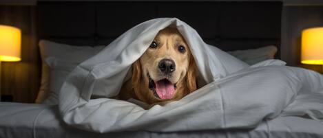Um cão espreitando por baixo de um cobertor em uma cama com almofadas e cabeceira.