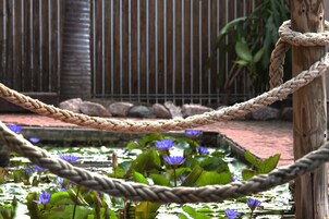 Uma barreira de corda ao redor de um lago com vitórias-régias.