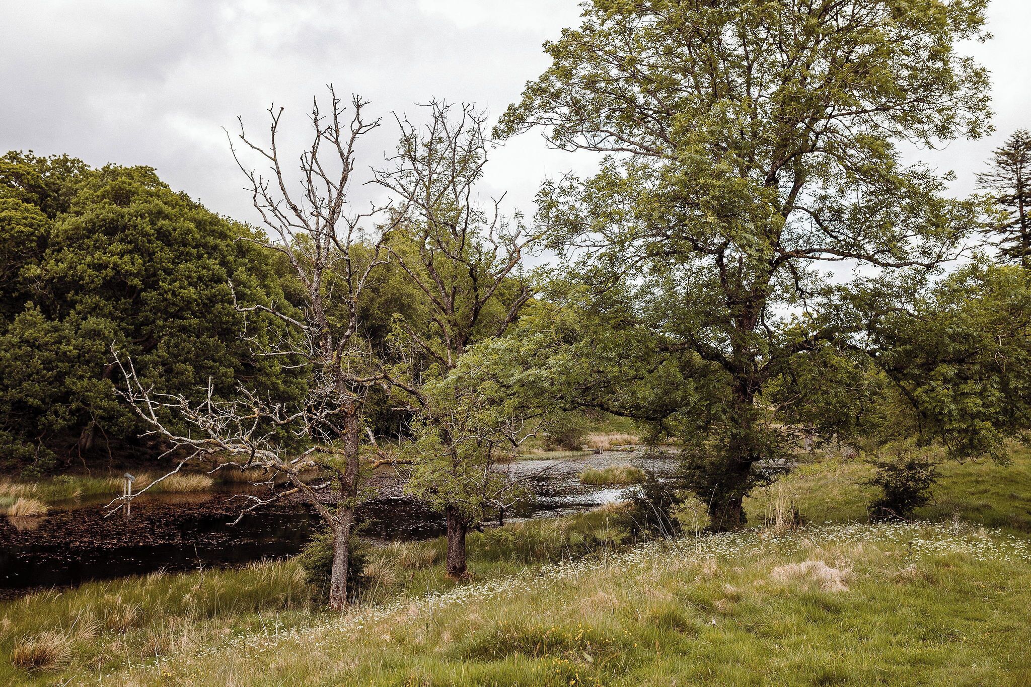 Paisagem natural com diversas árvores, um corpo d'água e áreas gramadas.