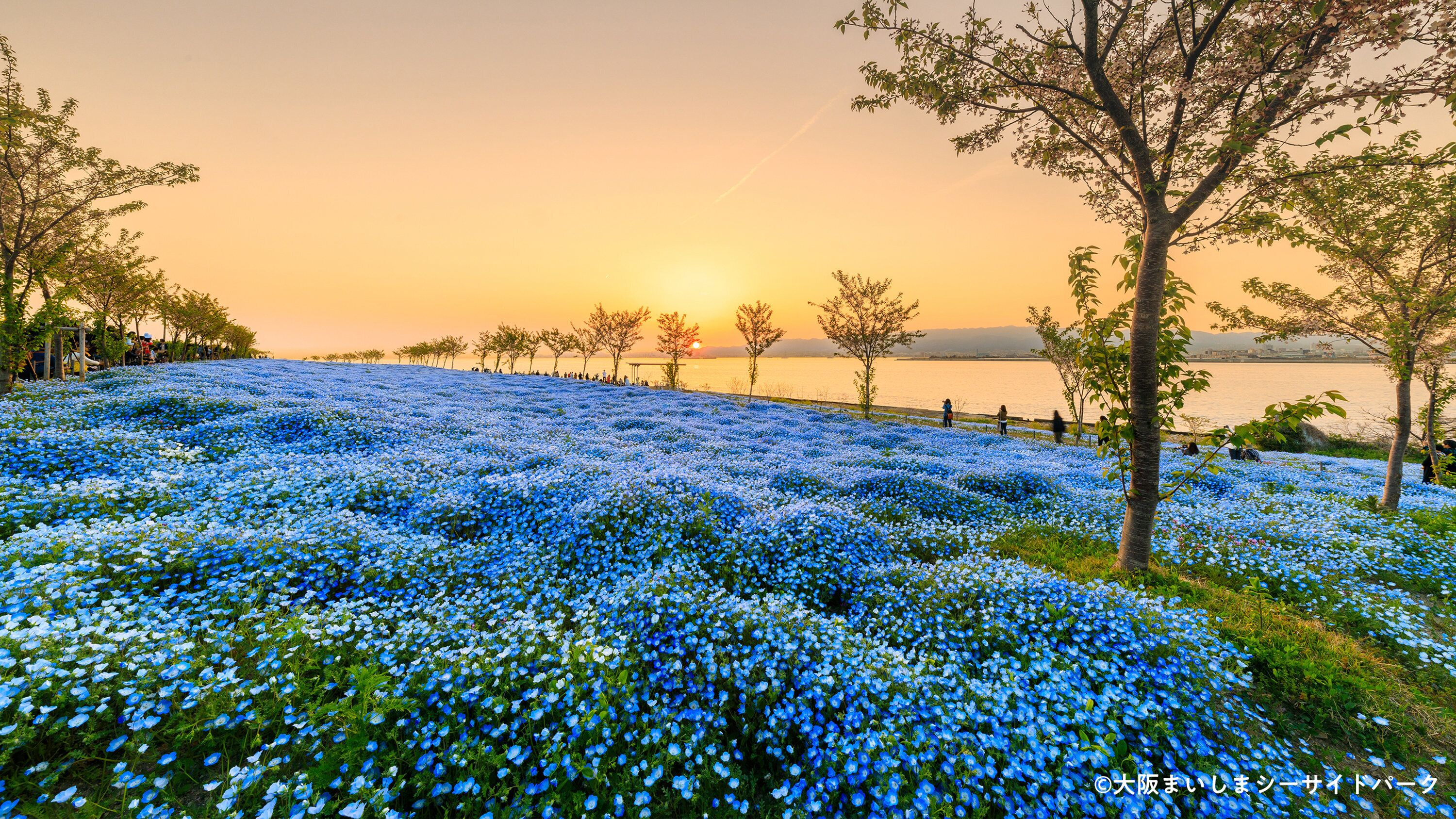 Um campo de flores azuis com o pôr do sol ao fundo.