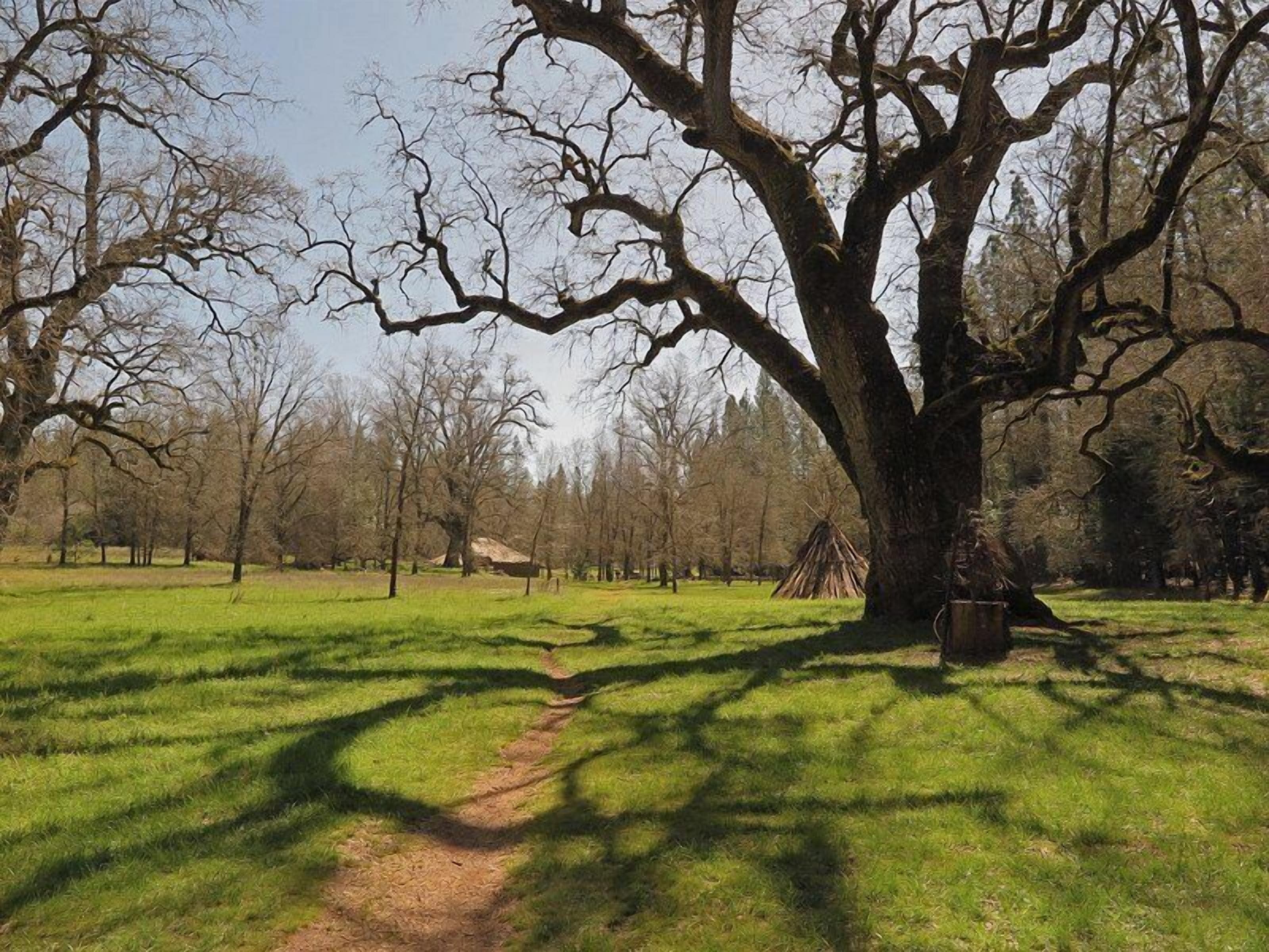 Uma grande árvore em um parque, com um caminho bem definido que leva a uma construção ao fundo.