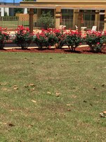 Uma área gramada com flores vermelhas e um edifício ao fundo.
