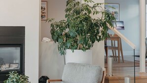 Uma sala de estar moderna com um sofá cinzento, uma planta grande em vaso e uma lareira.