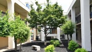 Um pátio com uma árvore central, rodeado por plantas menores e um banco de pedra.