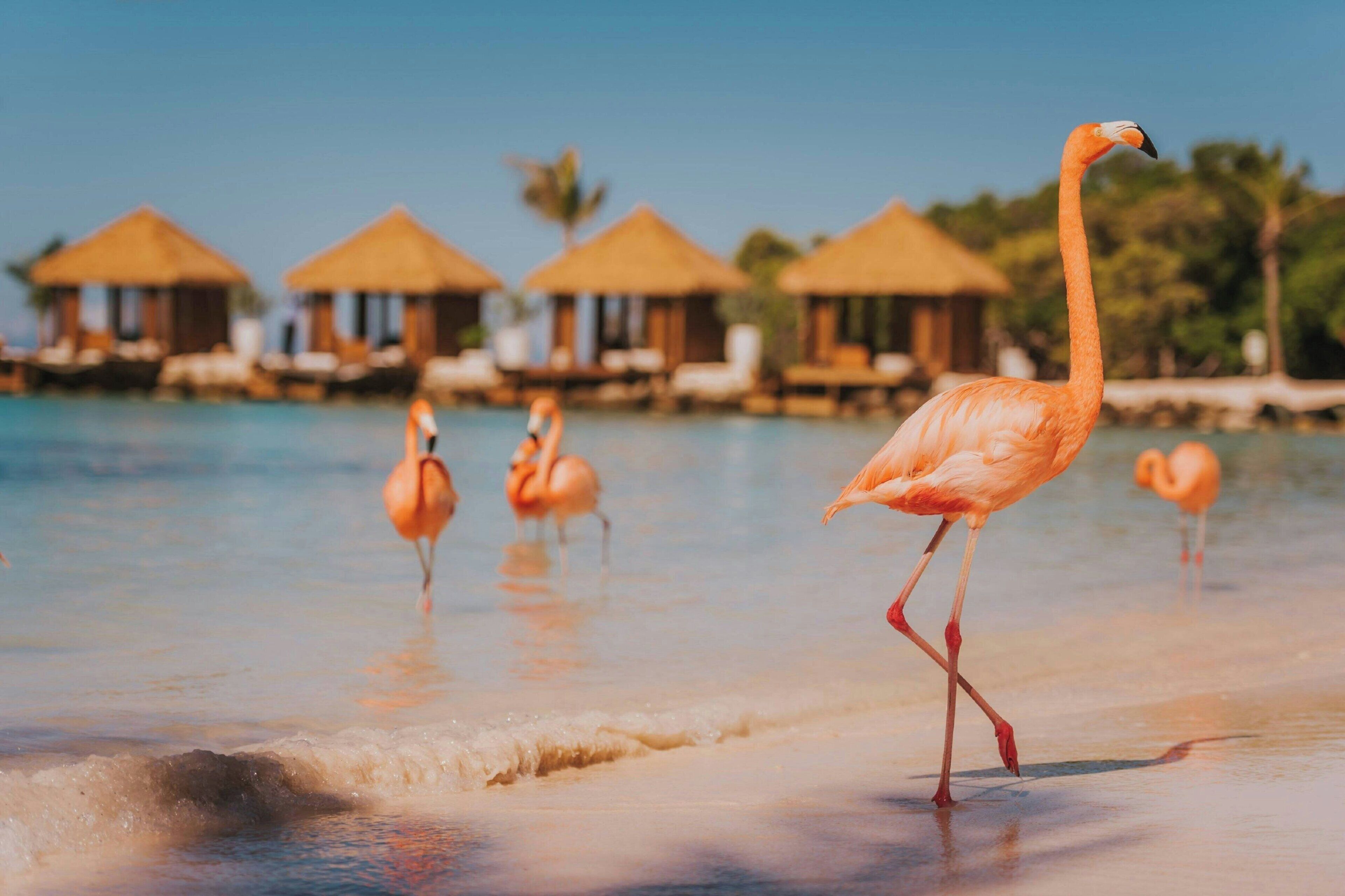 Uma praia com flamingos e bangalôs sobre a água.