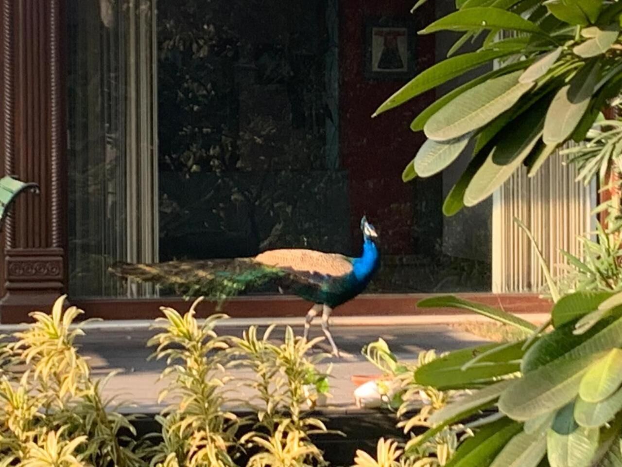 Um pavão caminhando sobre um piso pavimentado, com plantas e um edifício ao fundo.
