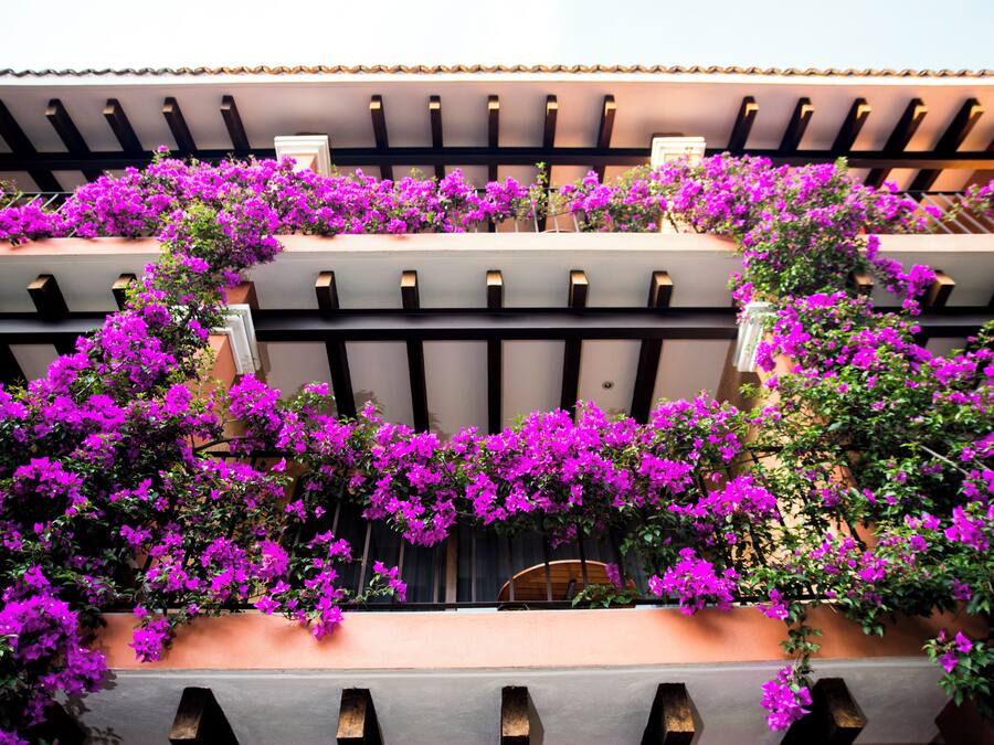 Um edifício com várias varandas decoradas com flores roxas vibrantes.