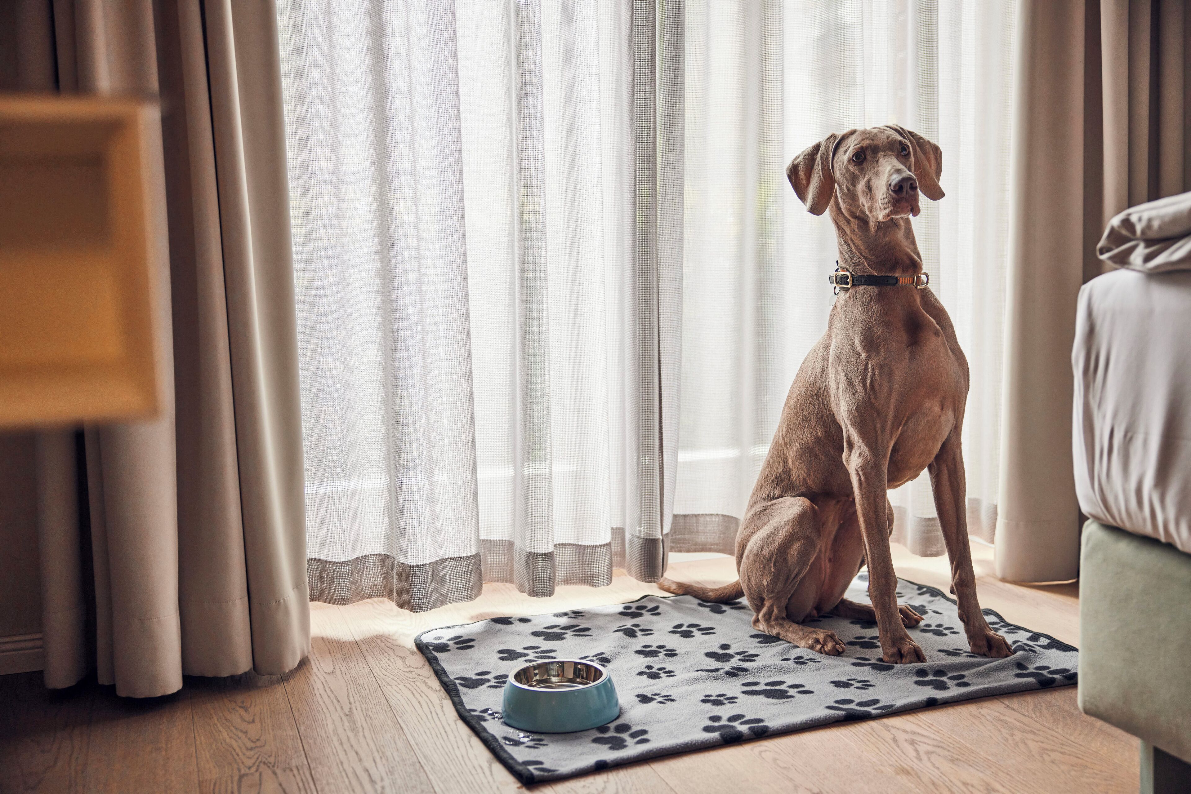 Um cão sentado num tapete com uma tigela de água à frente de uma janela com cortinas.