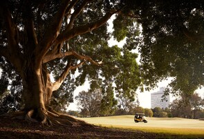 Um campo de golfe com uma árvore grande em primeiro plano e um carrinho de golfe ao longe.