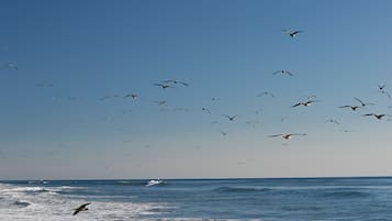 Uma praia com ondas e um bando de pássaros voando.