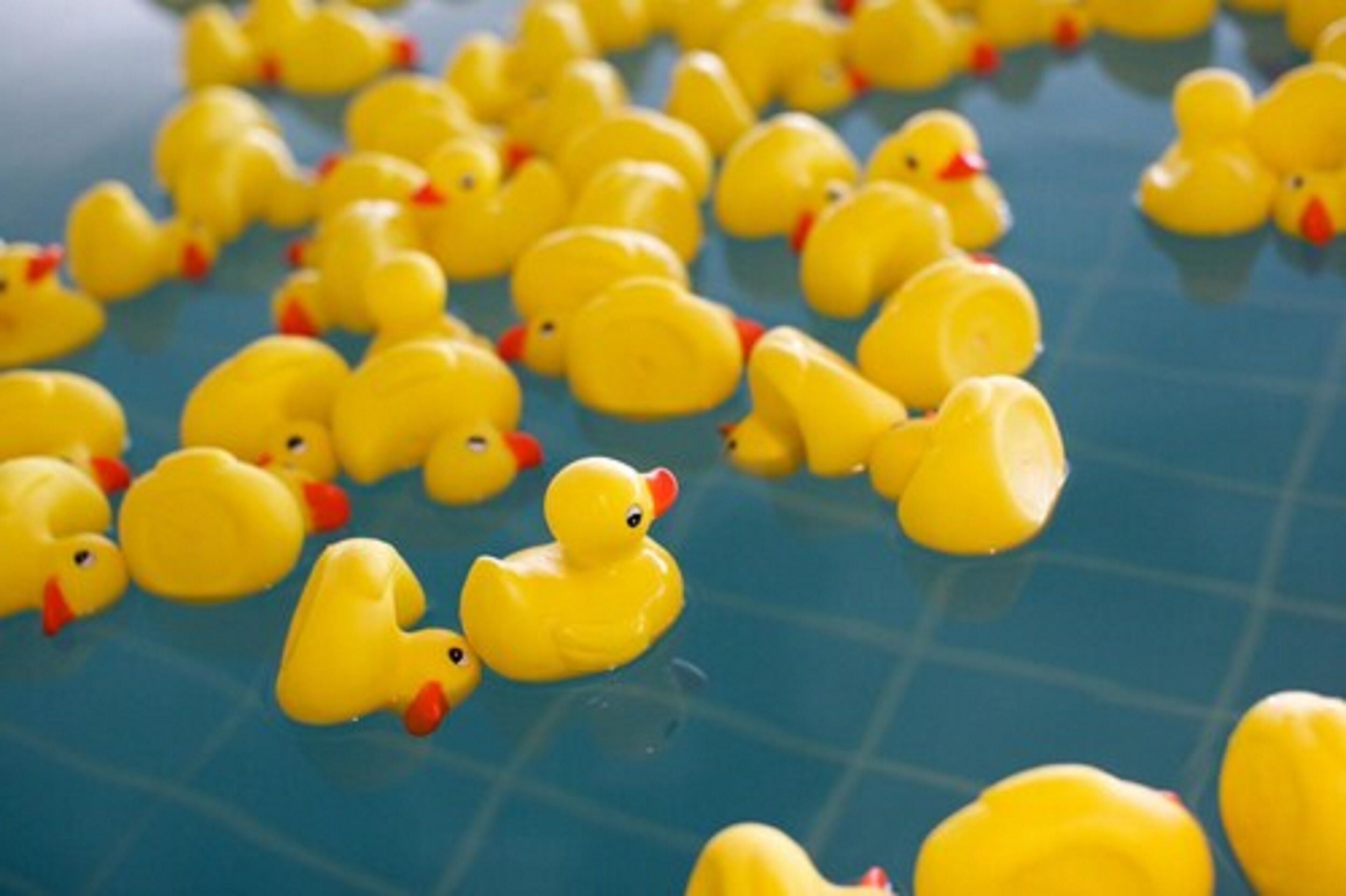 Vários patos de borracha amarelos boiando em uma superfície azul.