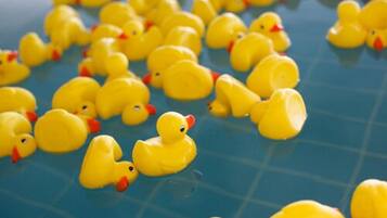 Vários patos de borracha amarelos boiando em uma superfície azul.
