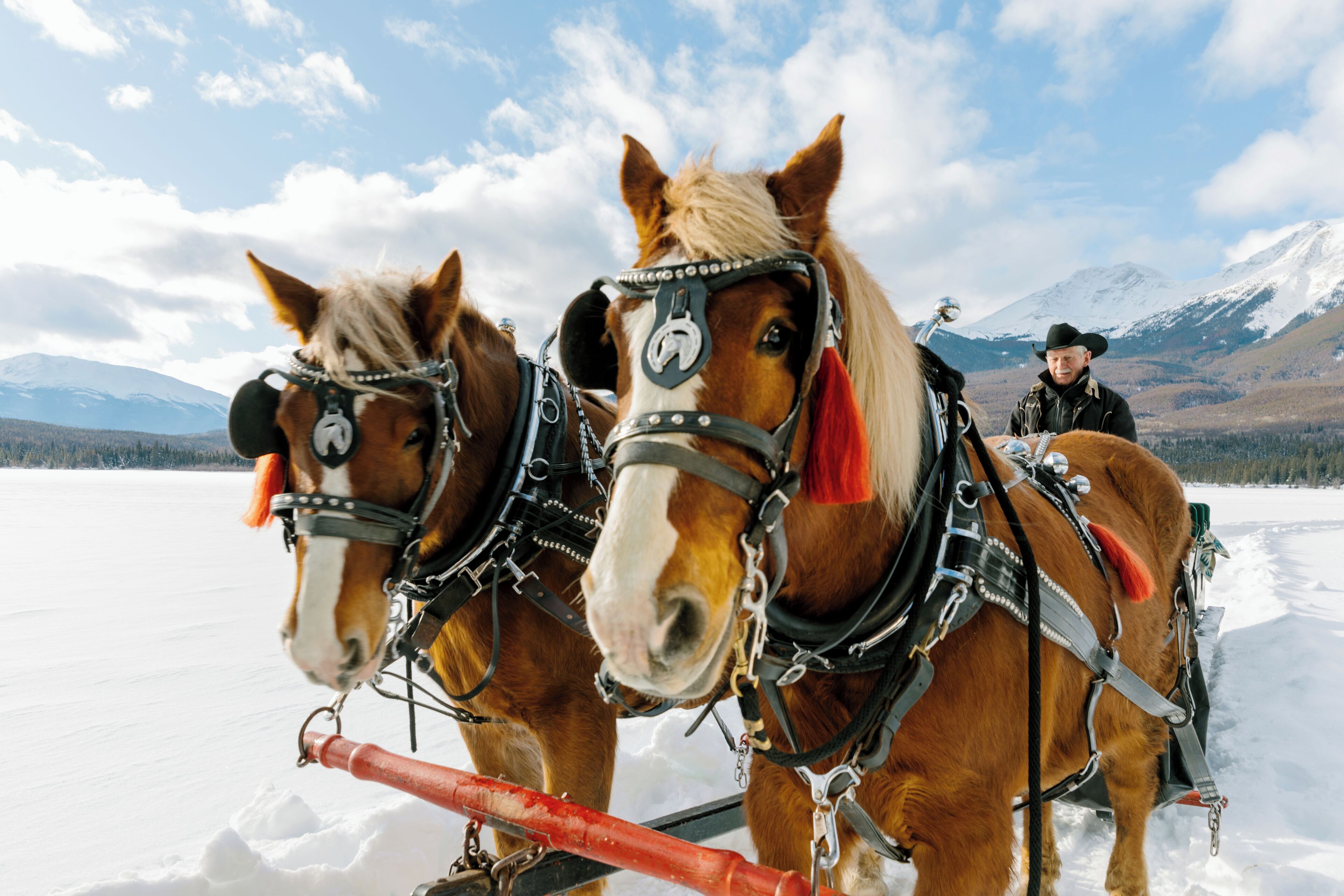 Dois cavalos com arreios puxando um trenó em uma paisagem nevada, com montanhas ao fundo.