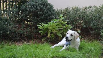 Um cão branco deitado na relva com um brinquedo, rodeado por vegetação e uma cerca de madeira.