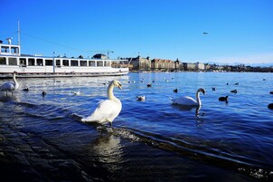 Cena à beira-mar com cisnes e patos na água, um barco atracado à esquerda e edifícios ao fundo.
